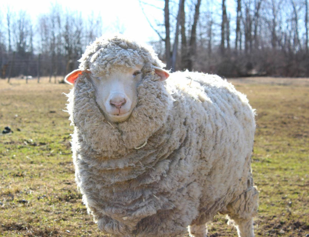 Know Your Fiber: Cormo Wool – Northwest Yarns
