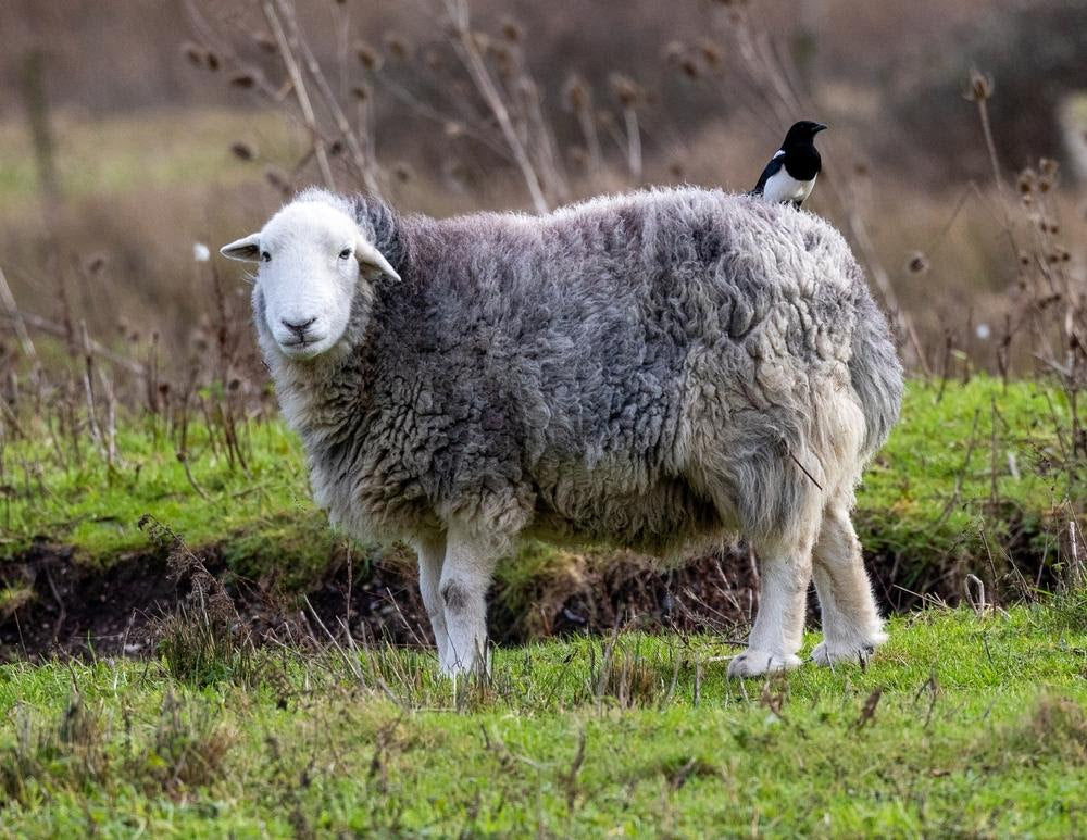 Know Your Fiber: Herdwick Wool – Northwest Yarns