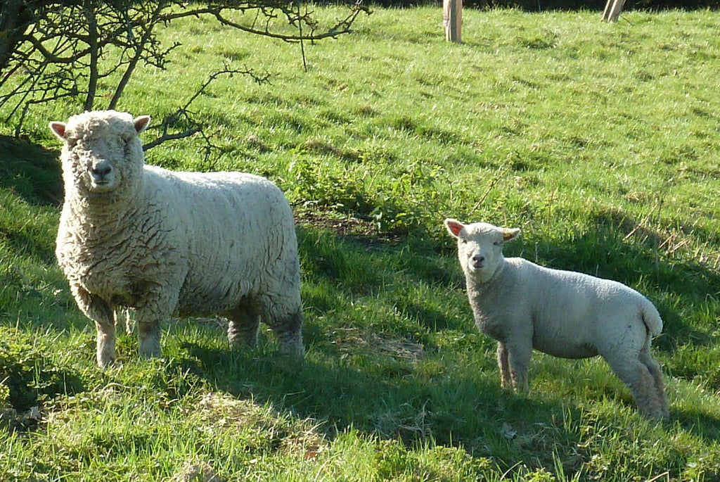 Know Your Fiber: Southdown Wool – Northwest Yarns